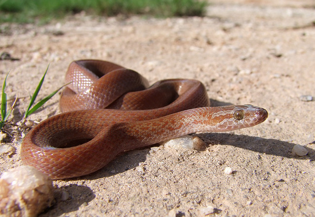 Șarpele brun de casă (Lamprophis fuliginosus) din Africa, o specie ...