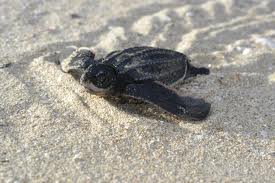 Țestoasa pieloasă (Dermochelys cariocea), cea mai mare țestoasă marină ...