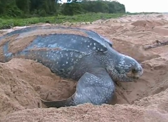 Țestoasa pieloasă (Dermochelys cariocea), cea mai mare țestoasă marină ...