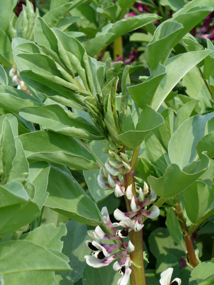 Bobul (Vicia faba) - descoperă ce valori nutritive și terapeutice are ...