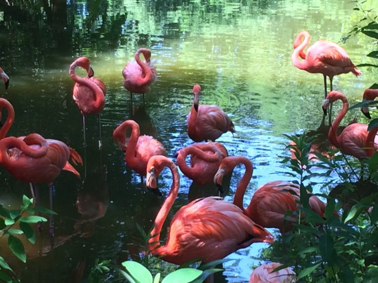 Flamingo – Păsările roz: habitat, curiozități și migrație