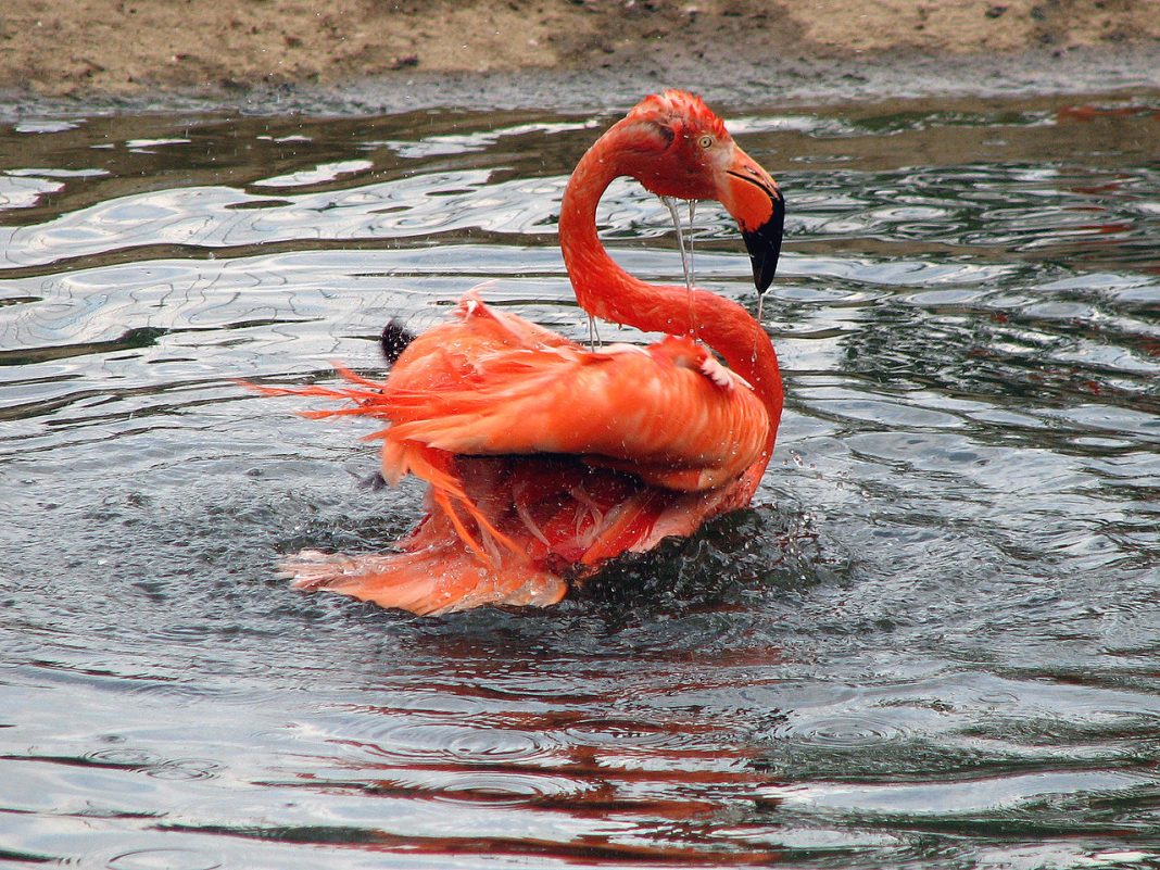 Flamingo – Păsările roz: habitat, curiozități și migrație