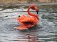 Flamingo – Păsările roz: habitat, curiozități și migrație