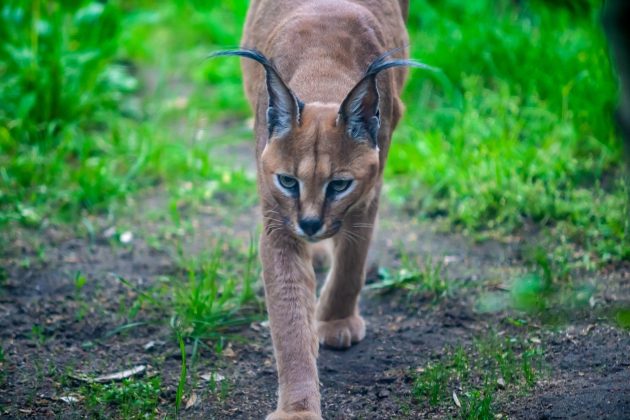 Animalele sălbatice din România - specii emblematice și rare
