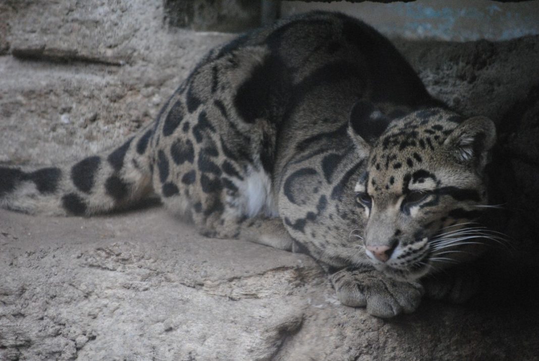 Cele mai rare animale de pe Terra – top 7 specii uimitoare