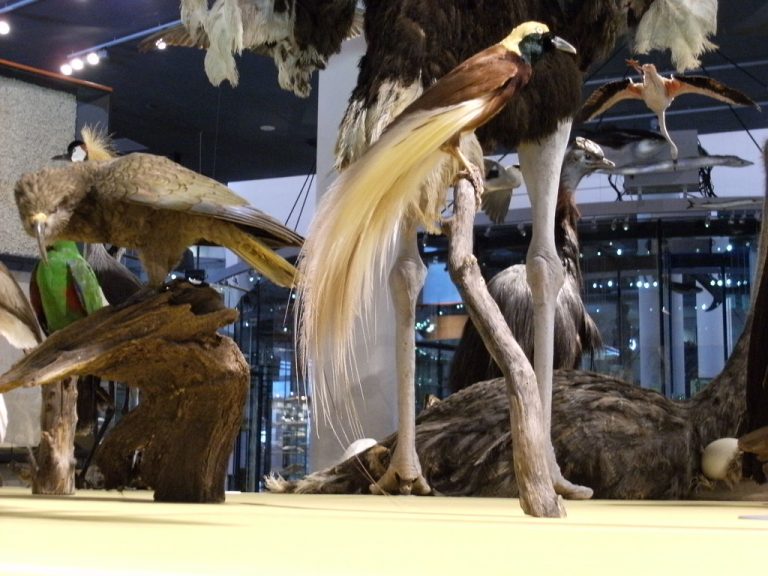 Pasărea paradisului: un colorit splendid din regiunile tropicale