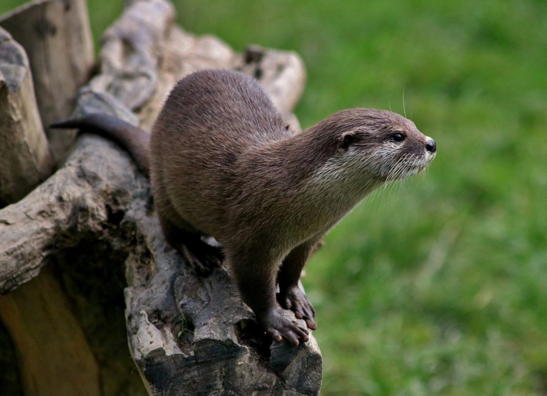 Specii de vidre adaptate la apă, caracteristici și habitat