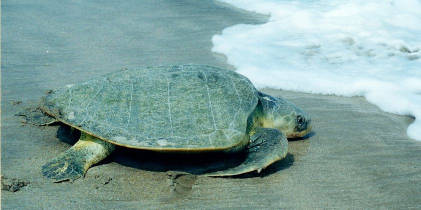 Broasca țestoasă: o reptilă unică, protejată de carapacea sa