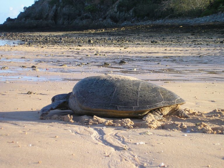 Broasca țestoasă: o reptilă unică, protejată de carapacea sa