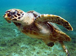 Broasca țestoasă: o reptilă unică, protejată de carapacea sa