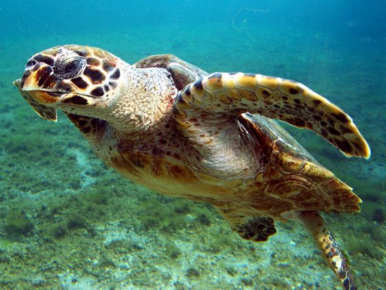 Broasca țestoasă: o reptilă unică, protejată de carapacea sa