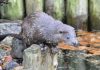 Specii de vidre adaptate la apă, caracteristici și habitat