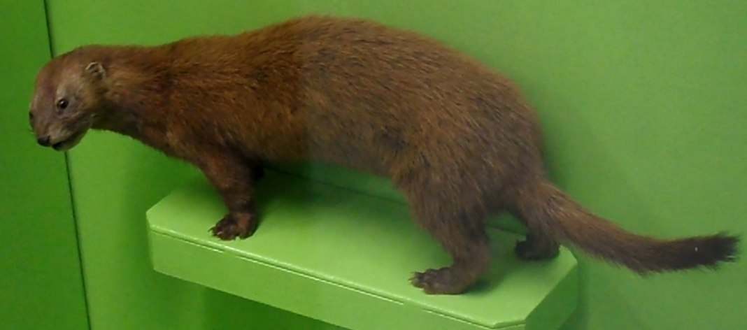 Specii de vidre adaptate la apă, caracteristici și habitat