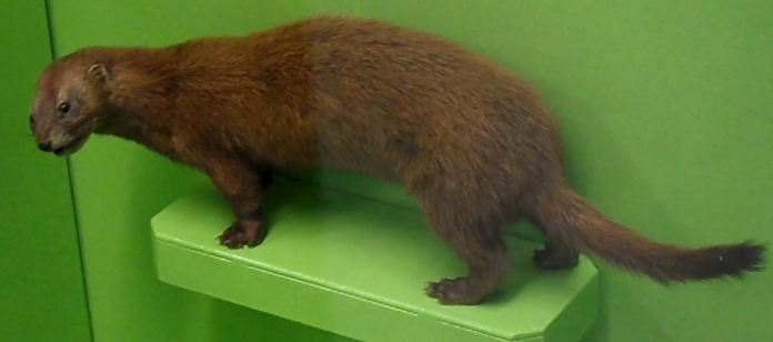 Specii de vidre adaptate la apă, caracteristici și habitat