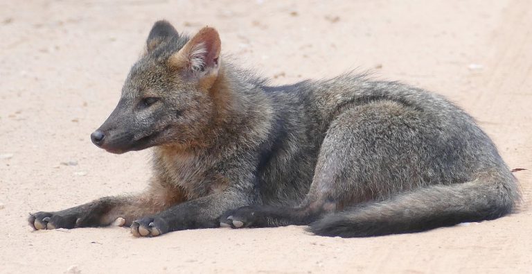 Vulpea și familia Canidae, specii și adaptări uimitoare