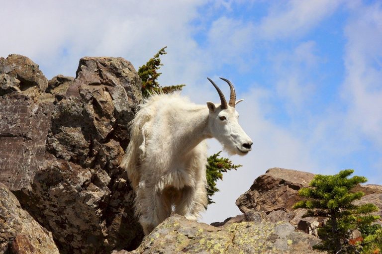 Capra de munte, adaptată la viața alpină, habitate și dietă