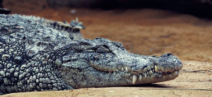 Crocodilul: uriașa reptilă strămoș al dinozaurilor