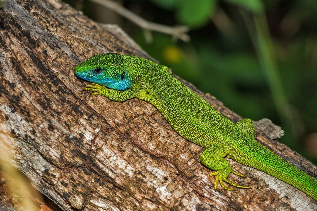Gușterul (Lacerta Viridis), cea mai mare șopârlă din România