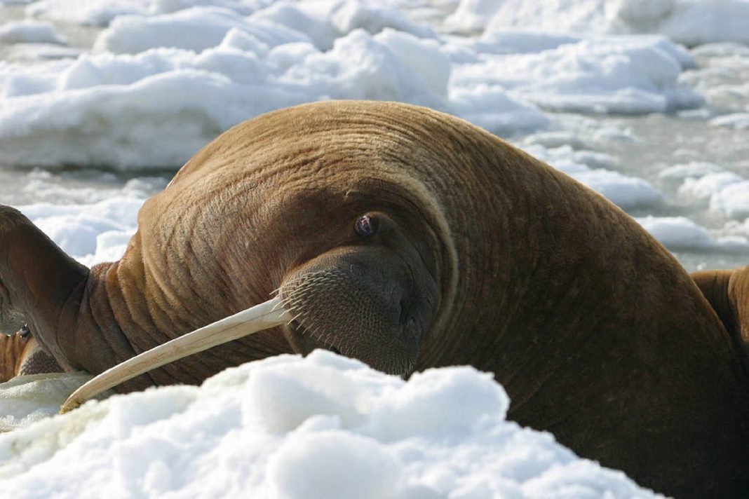 Morsa – mamiferul arctic cu colți uriași și piele groasă