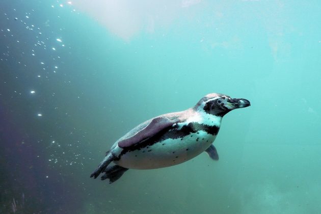Pinguinul: pasărea răpitoare a Antarcticii