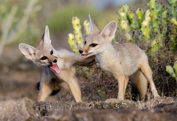 Șacalul: un alergător rezistent la 16 km/h