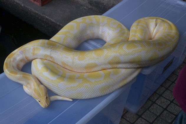 Boa constrictor – caracteristici și obiceiuri ale acestui șarpe