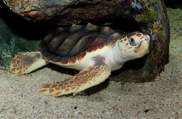 Broasca țestoasă: o reptilă unică, protejată de carapacea sa