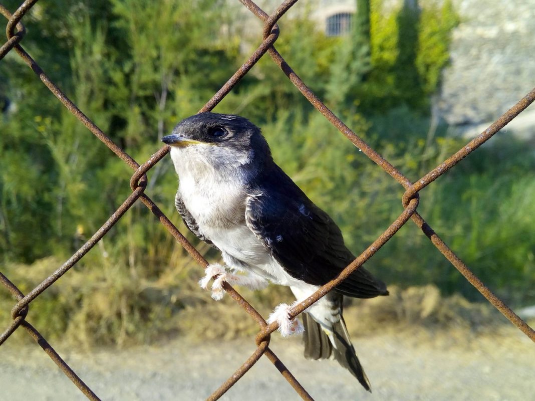 Lăstunul de turn: pasărea care își face cuibul în zidurile clădirilor
