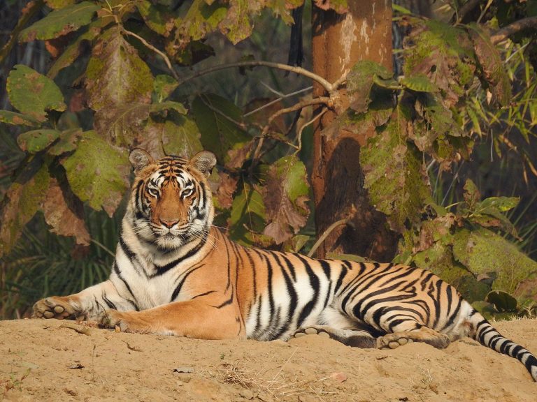 Specii de tigri (Panthera tigris), pe cale de dispariție