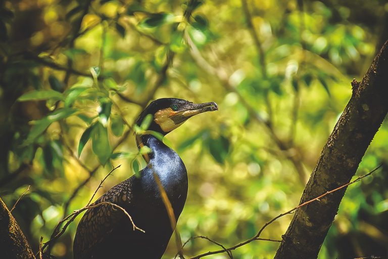 Cormoranul mare: caracteristici și habitat în România