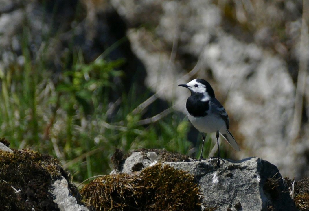 Codobatura albă – pasăre migratoare din familia Motacillidae