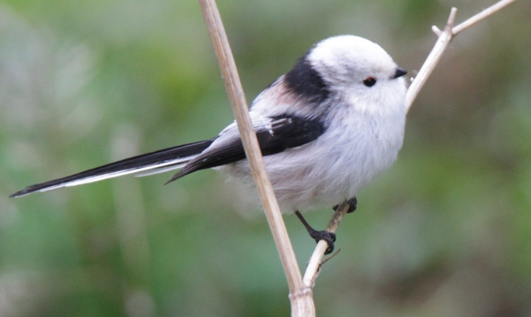 Pițigoiul codat – pasărea cântătoare cu coadă lungă și activă