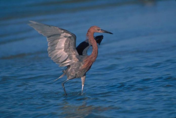 Cocorul, pasărea migraatoare de pe malurile apelor, curiozități