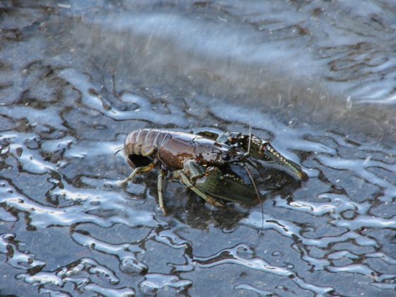 Descoperă racul de râu, homarul și langusta, curiozități și poze