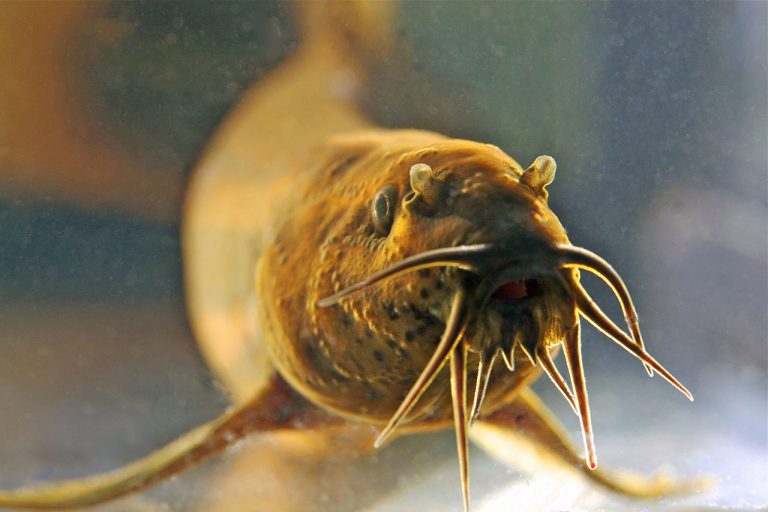 Țiparul – Peștele cu mustăți, habitat și caracteristici