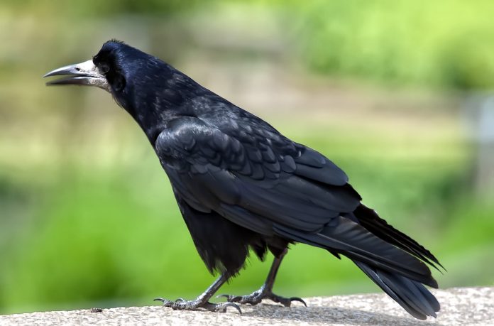Cioara de semănătură: date interesante și habitat