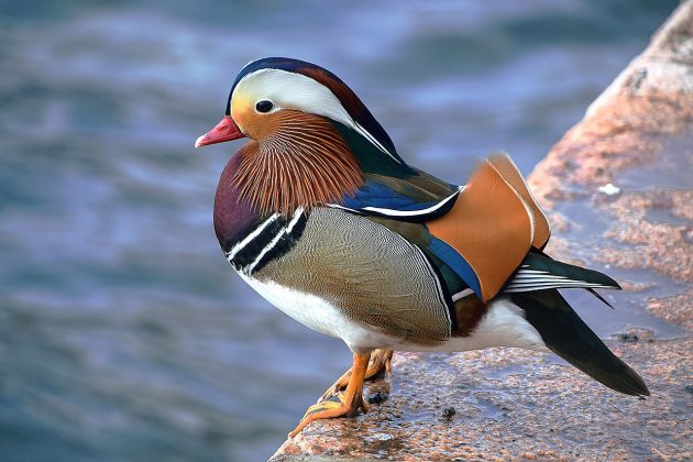 Rața Mandarin – frumusețea asiatică acum și în Europa!