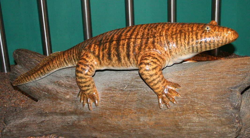 Ichthyostega: primul amfibian terestru din Devonianul Superior