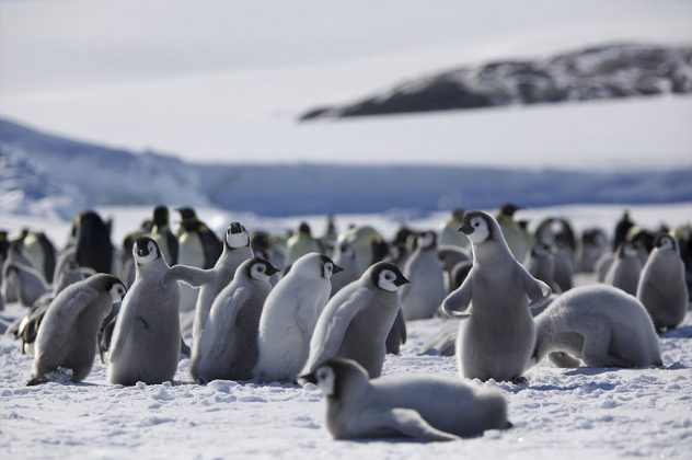 Pinguinul imperial: cel mai mare pinguin din lume
