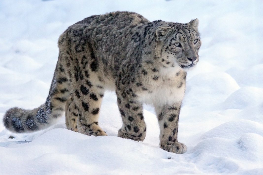 Leopardul zăpezilor (Panthera uncia), stăpânul munților