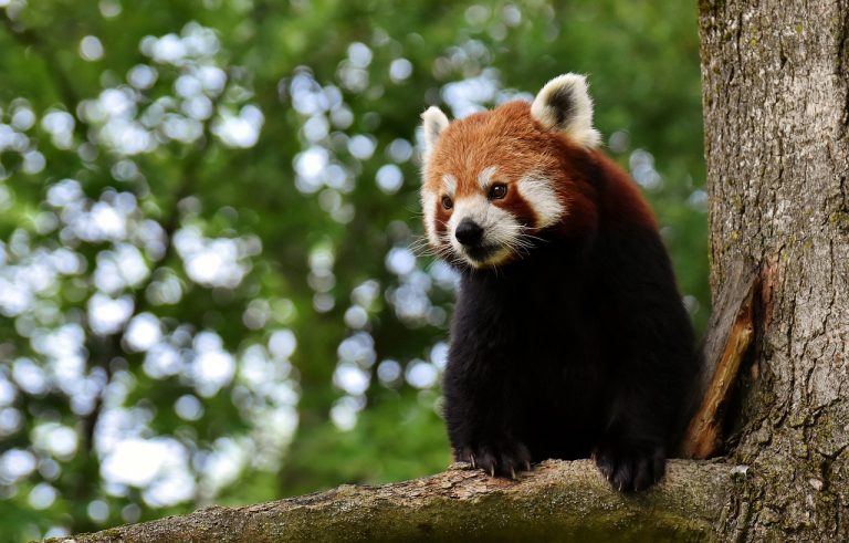 Panda roșu – animalul solitar din Asia