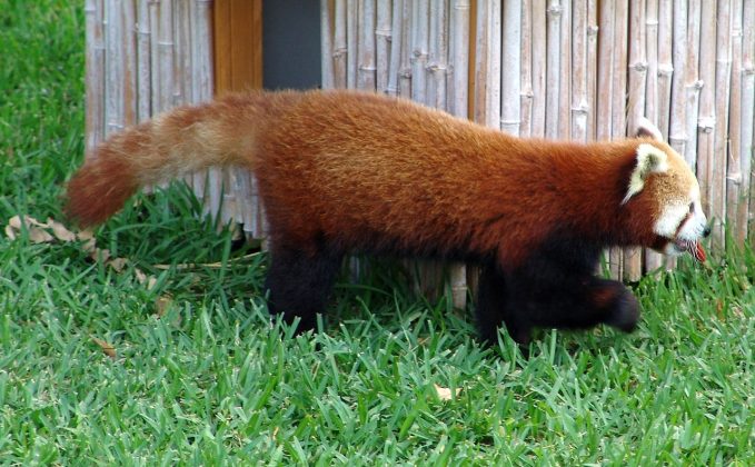 Panda roșu – animalul solitar din Asia