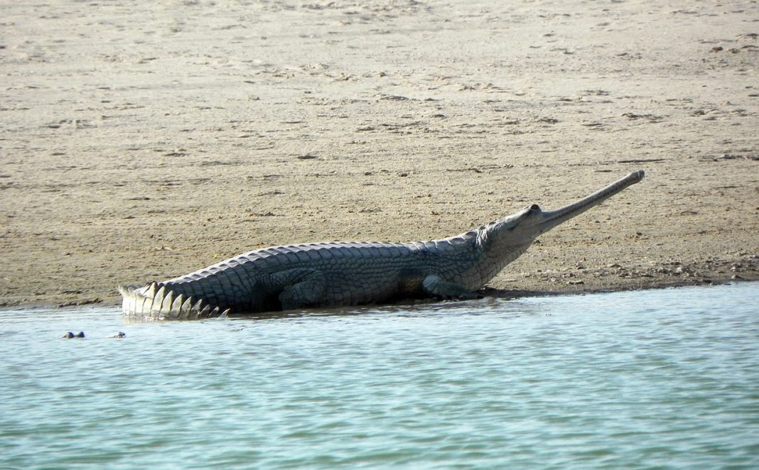 Gavialul (Gavialis gangeticus), crocodilul rar cu cioc lung