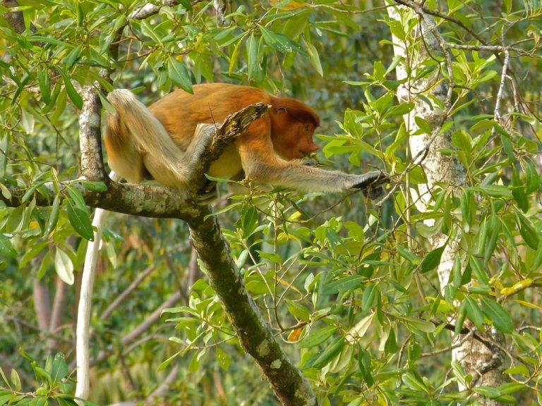 Maimuța cu trompă: caracteristici și habitat natural