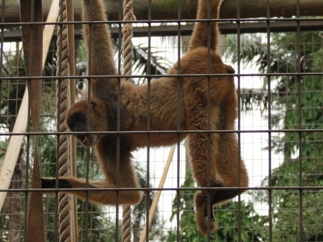 Maimuța păianjen lânoasă – specie rară din America de Sud