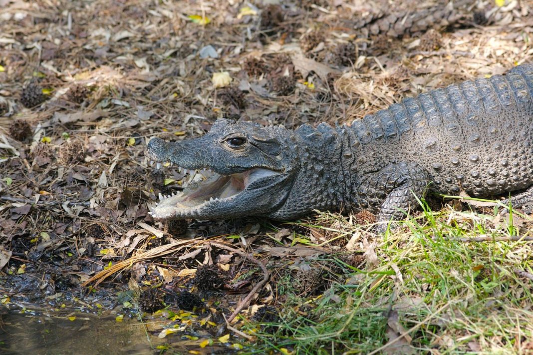 Crocodilul pitic (Osteolaemus tetraspis), vezi în ce regiuni trăiește ...