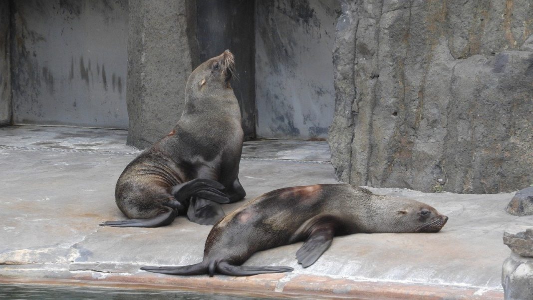 Ursul de mare cu capa: foca sud-africană din familia Otariidae