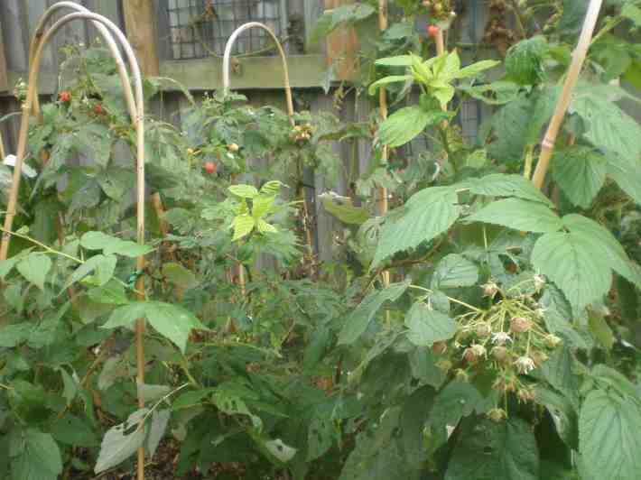 Zmeura - origine si beneficii pentru sanatate - Deștepți.ro