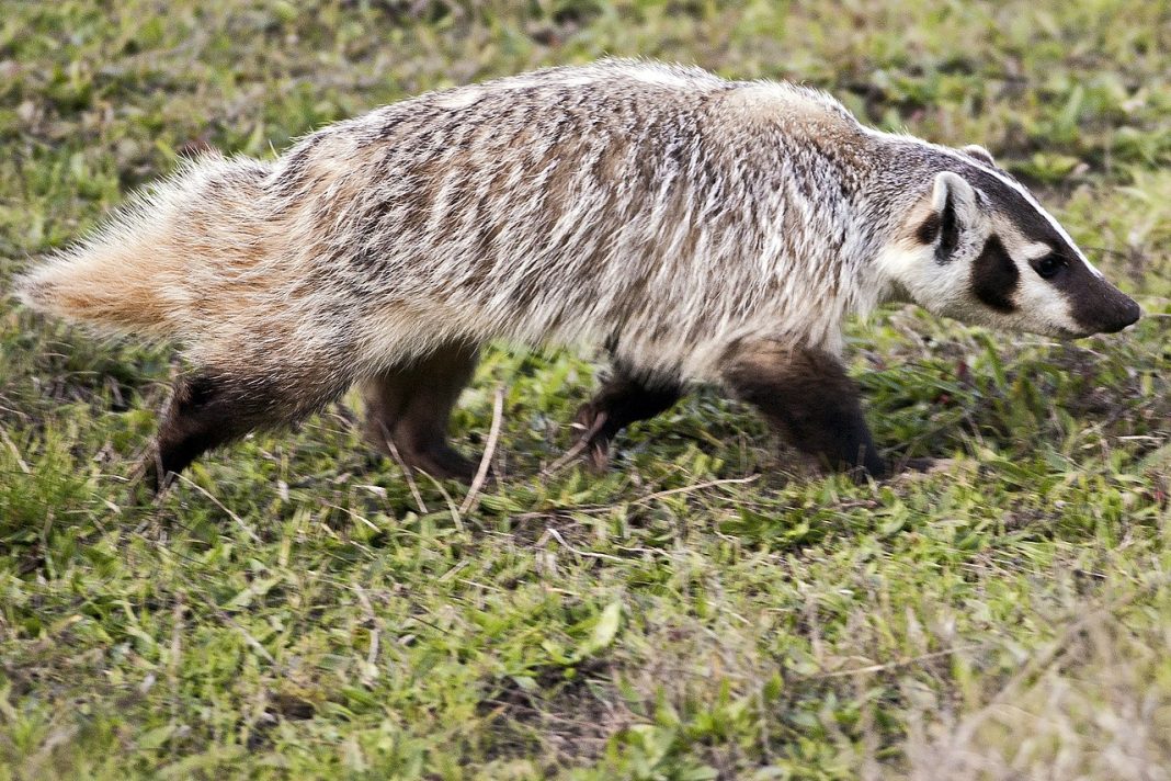 Bursucul american (Taxidea taxus) – prădătorul câmpiilor