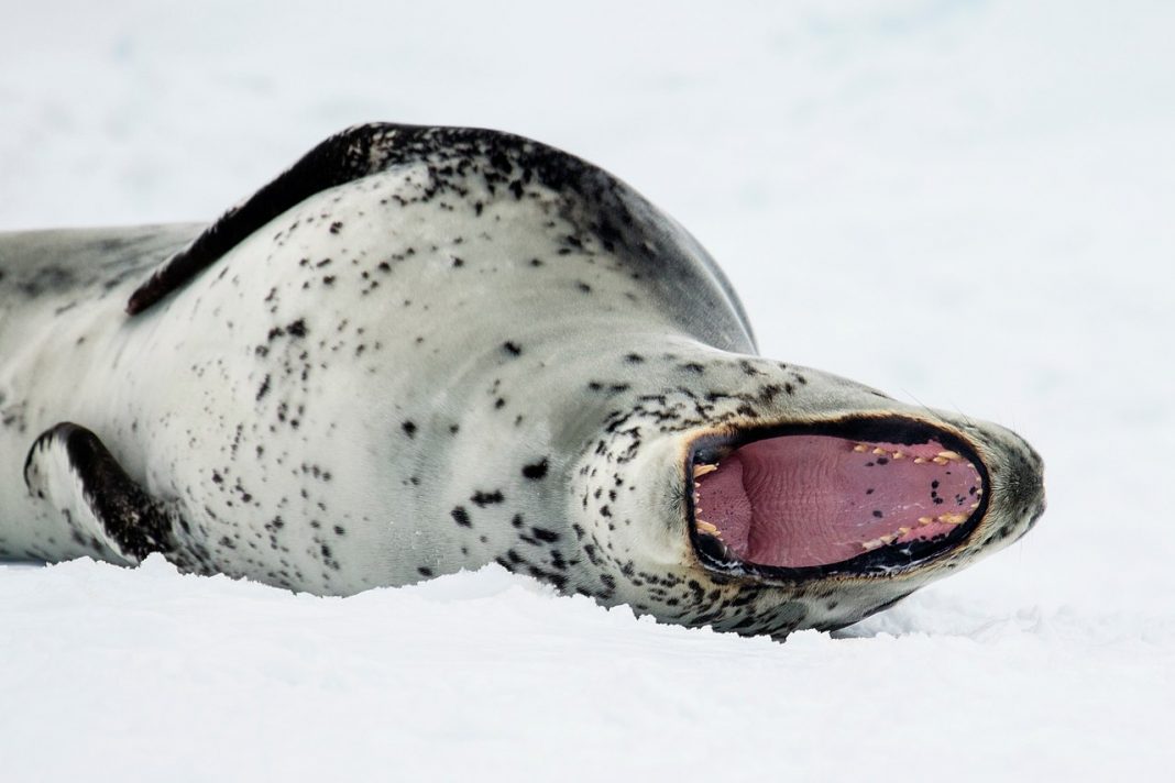 Leopardul de mare – prădător solitar al Antarcticii